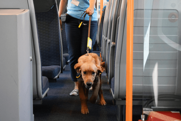 Round of apaws for guide dog puppies training with South Western Railway